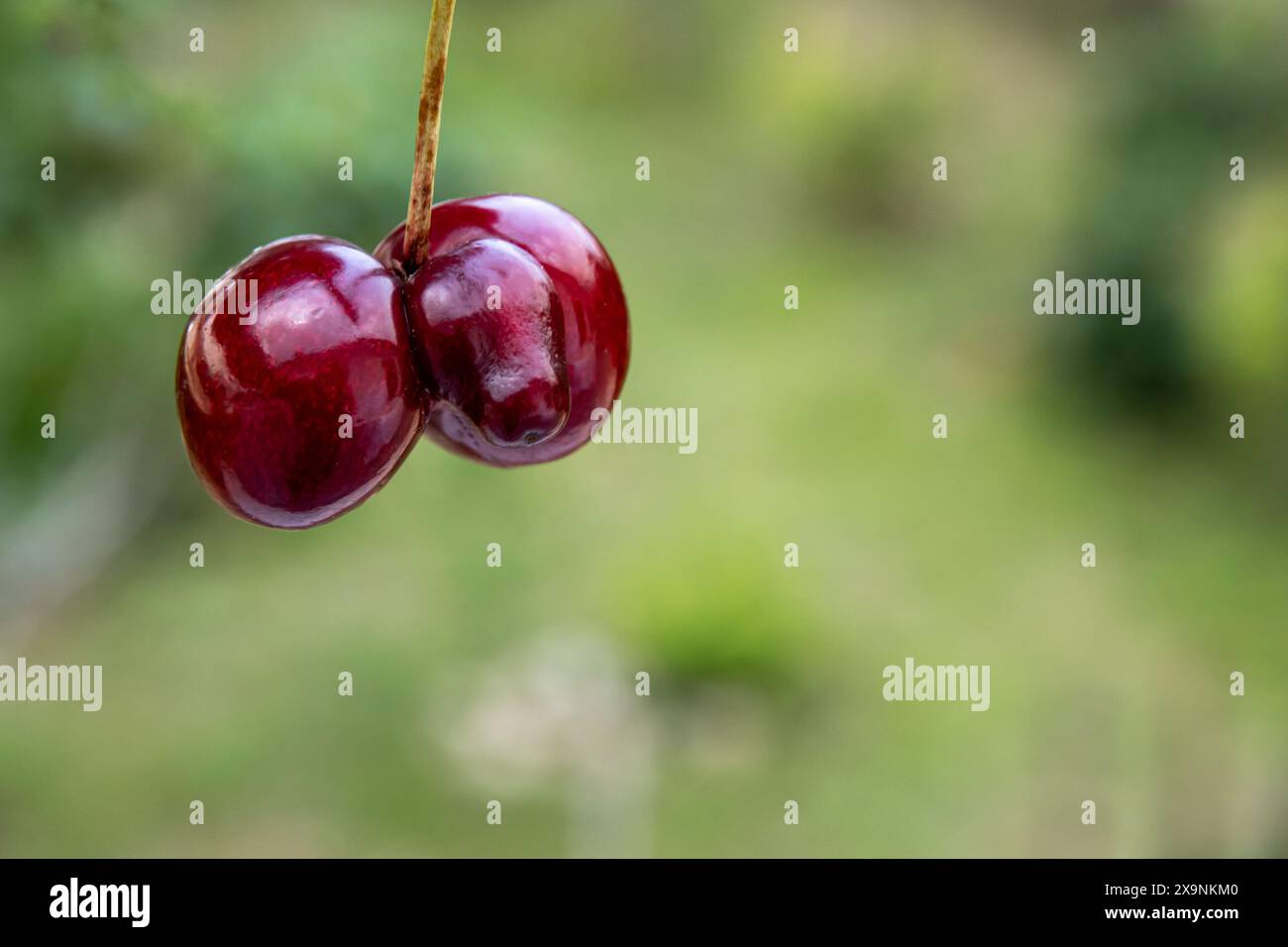 the fruit of a cherry with an unusual funny appearance Stock Photo - Alamy