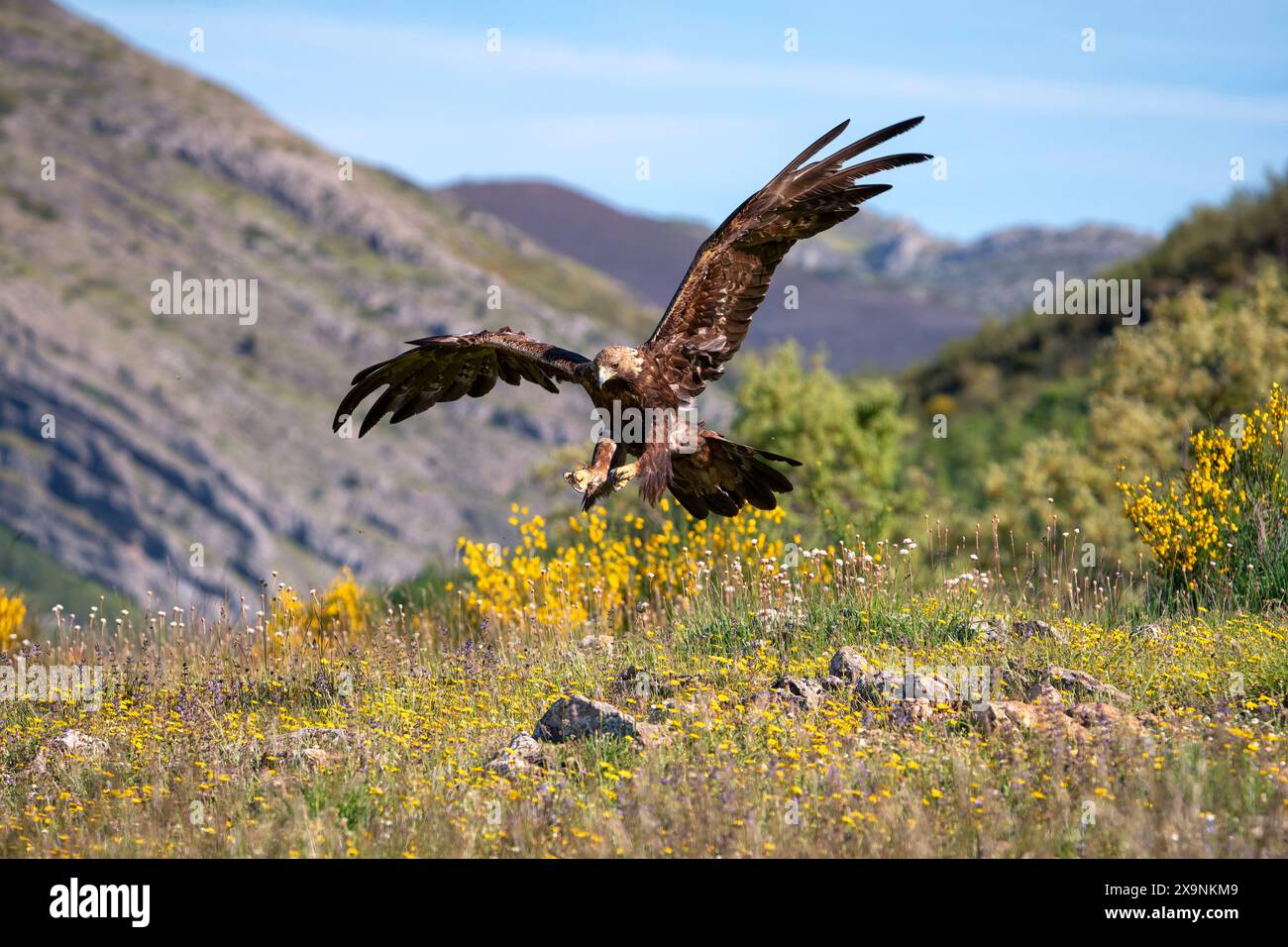 Golden eagle landing on the field. Spain Stock Photo - Alamy