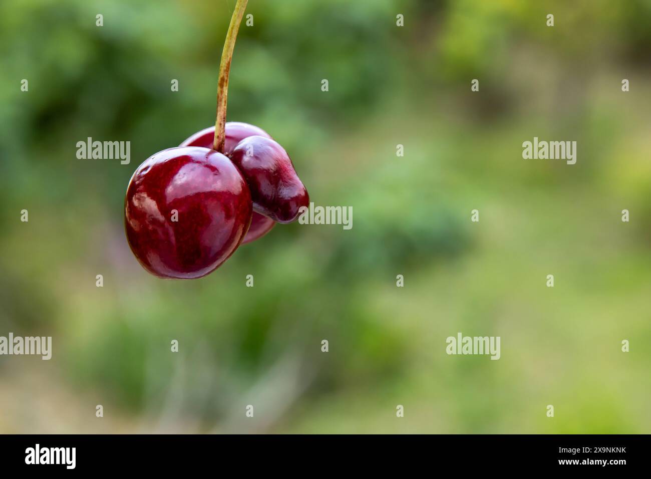 the fruit of a cherry with an unusual funny appearance Stock Photo - Alamy