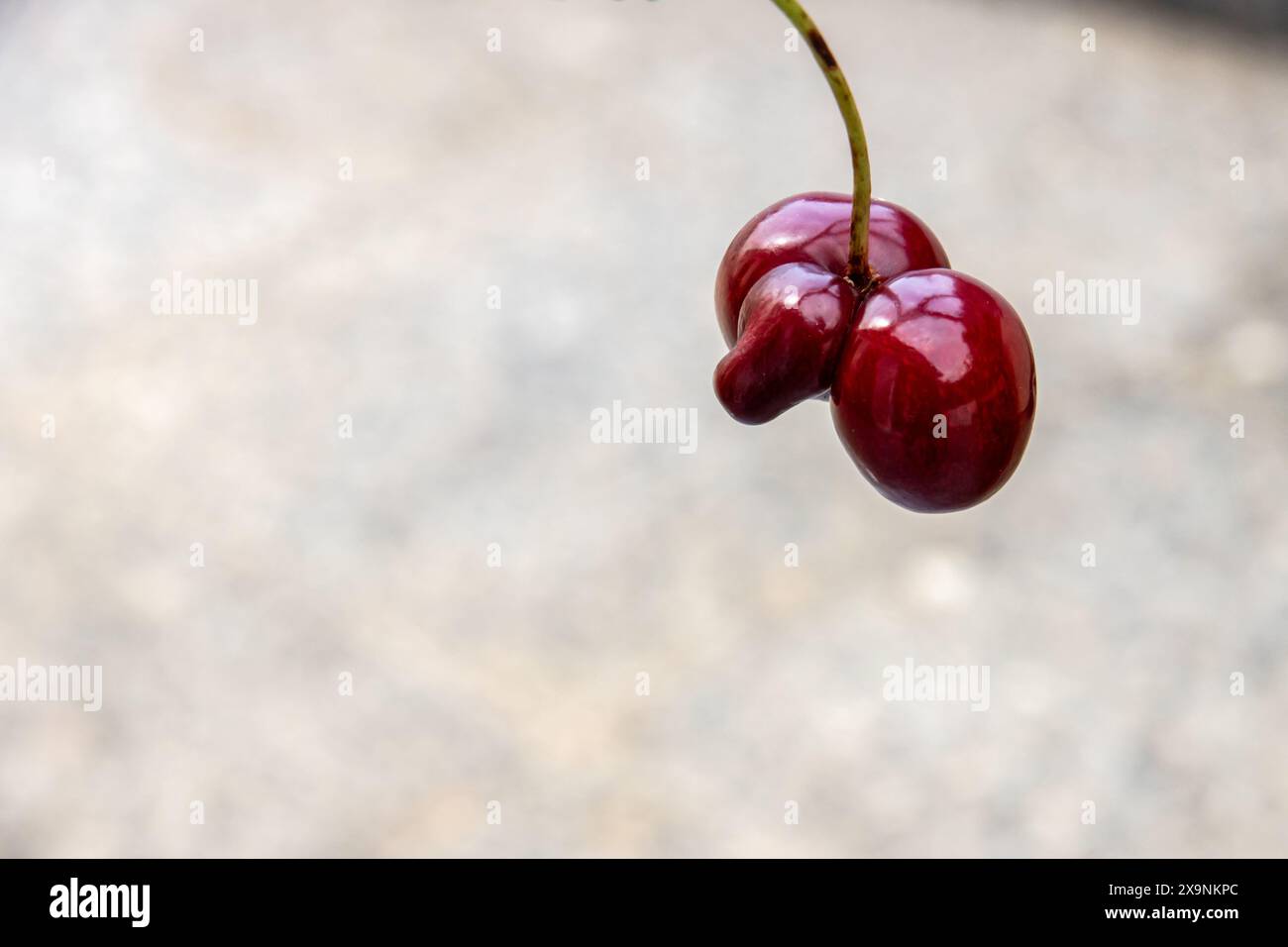 the fruit of a cherry with an unusual funny appearance Stock Photo - Alamy