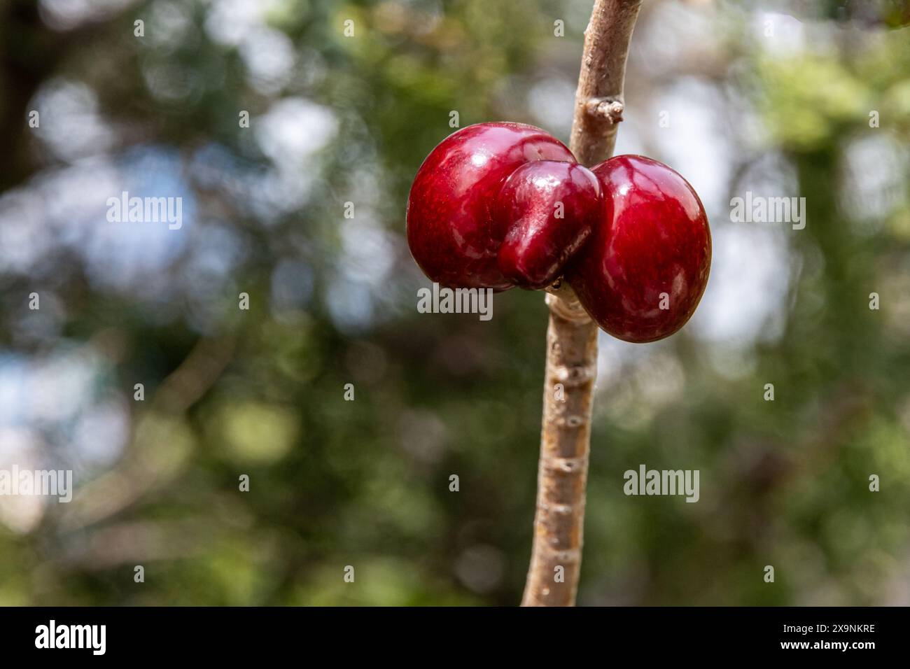 the fruit of a cherry with an unusual funny appearance Stock Photo - Alamy