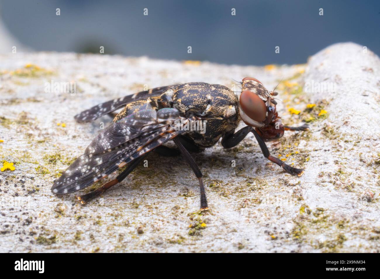 Spotted fly resting on a fig branch Stock Photo - Alamy