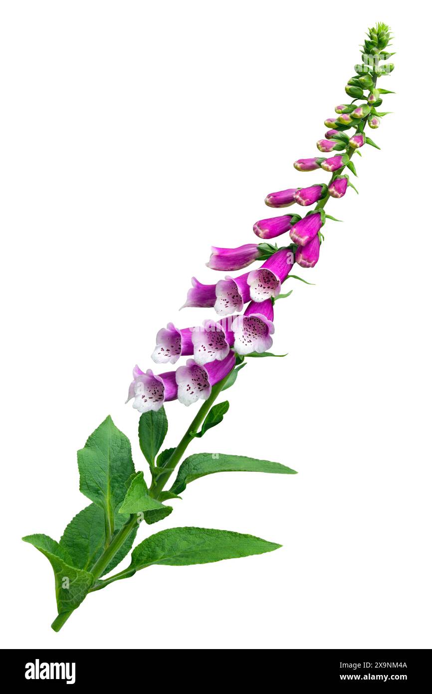 Digitalis purpurea Foxglove isolated on white background Stock Photo ...