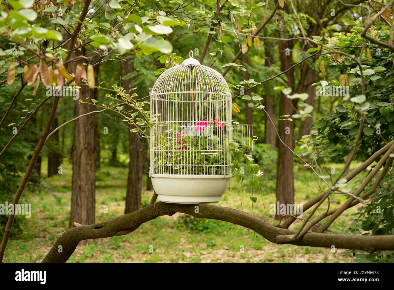 Empty garden bird cage hi-res stock photography and images - Alamy