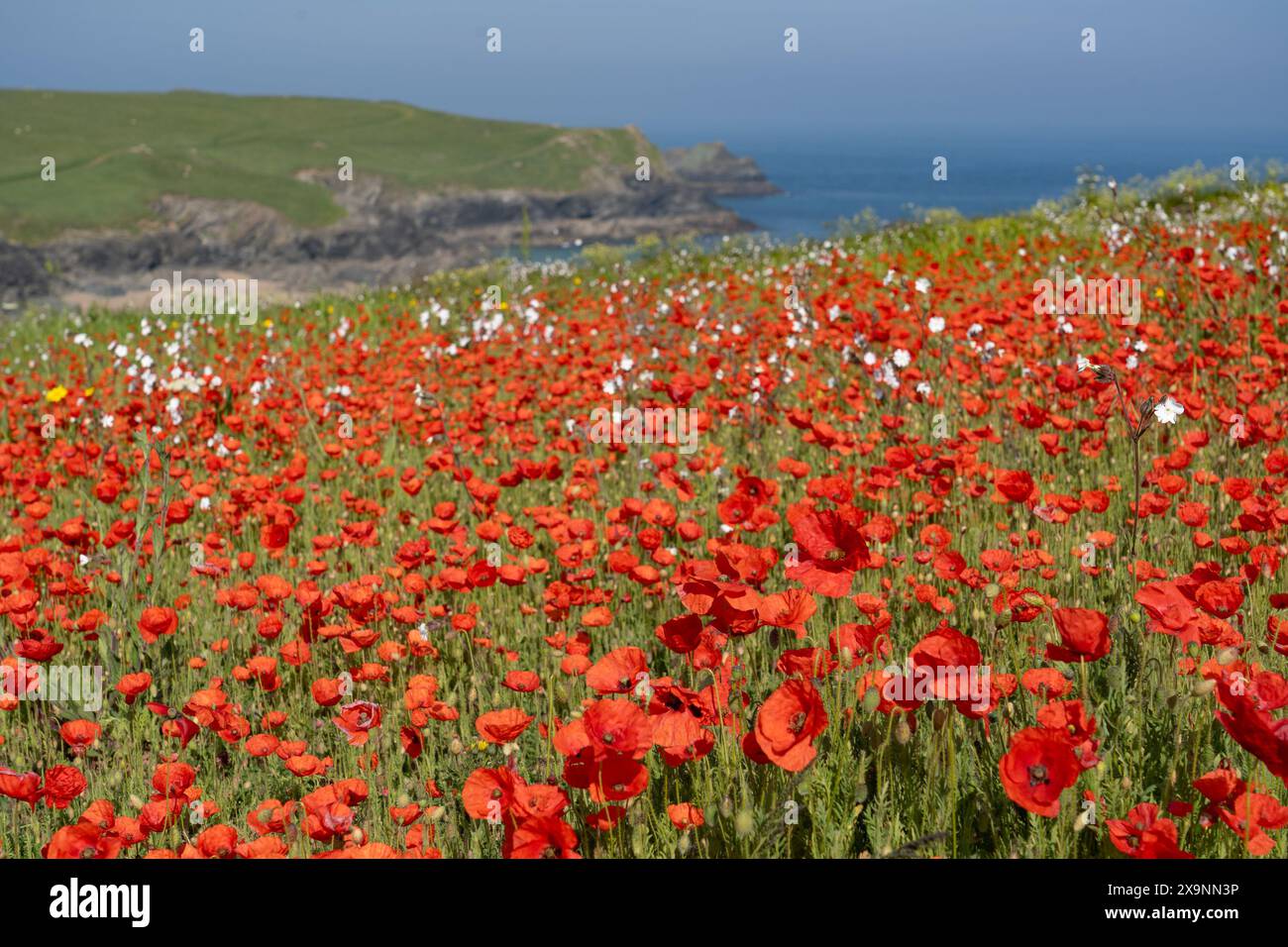 West Pentire, Crantock, Cornwall, UK. 2nd June 2024. UK Weather. As summer officialy starts, the ...