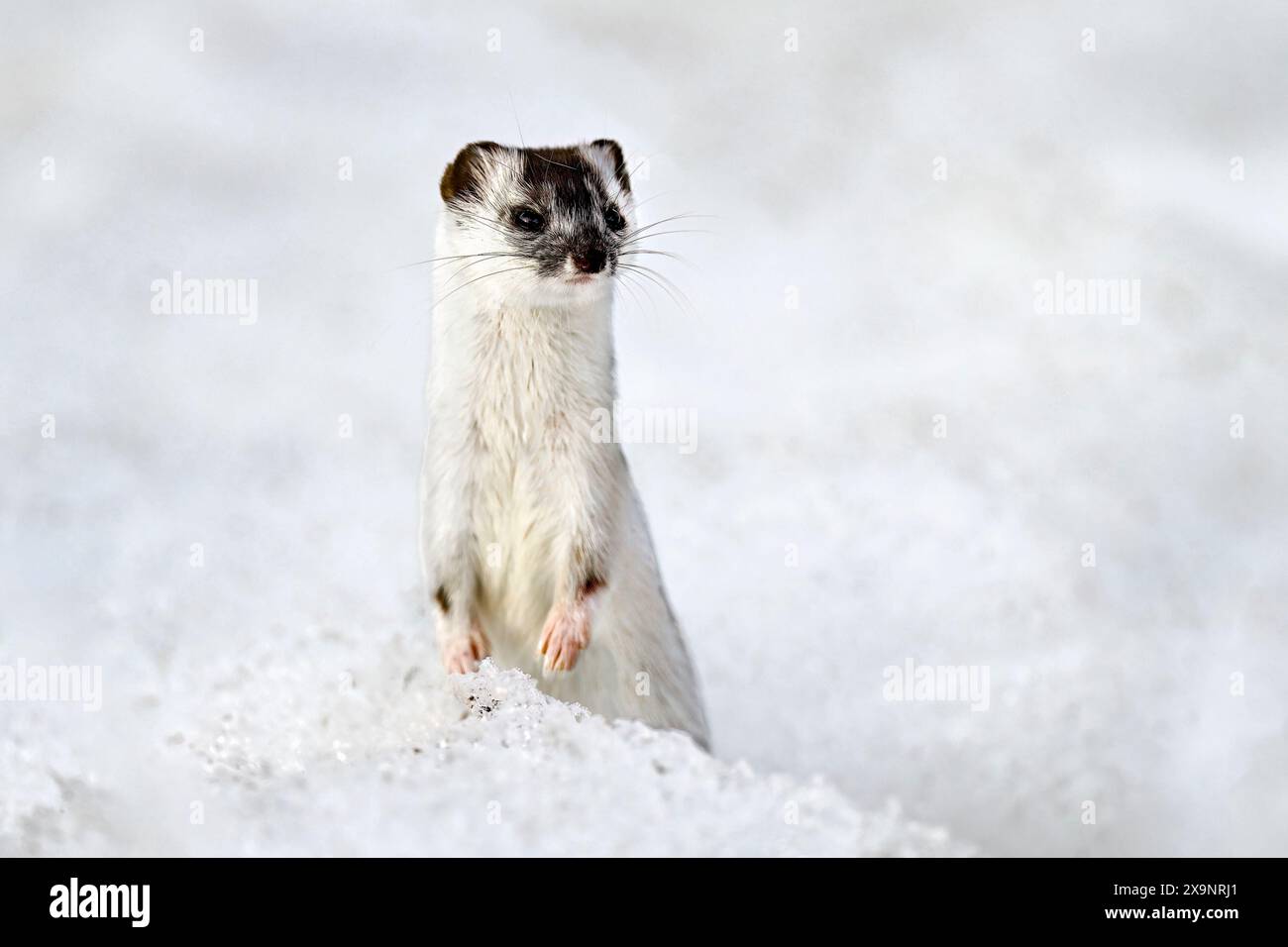 Least weasel hi-res stock photography and images - Alamy