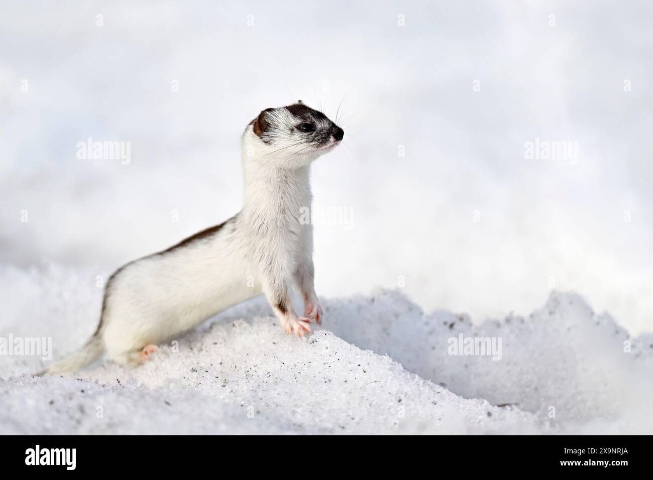 Least weasel in winter Stock Photo - Alamy