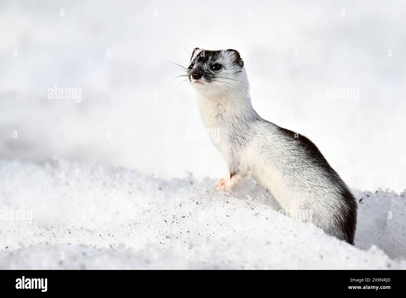 Least weasel in winter Stock Photo - Alamy