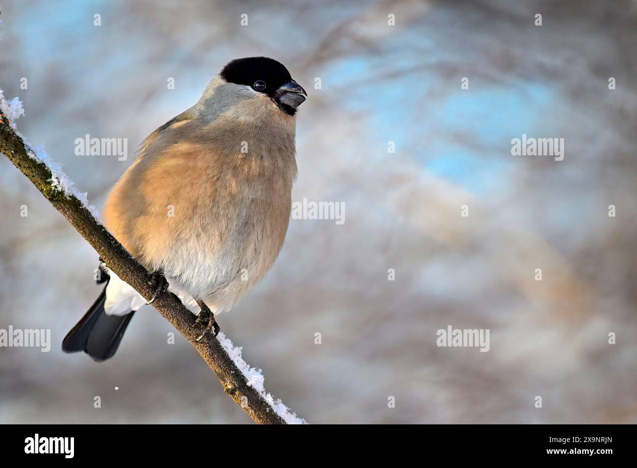 Female bullfinch in tree hi-res stock photography and images - Alamy