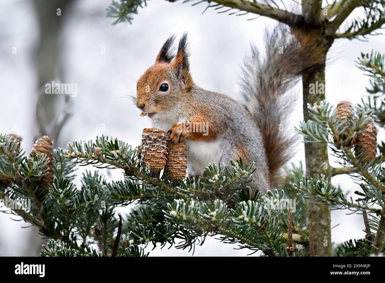 Squirrel pine cone hi-res stock photography and images - Alamy