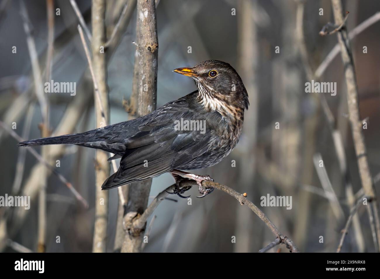 Standing blackbird hi-res stock photography and images - Alamy