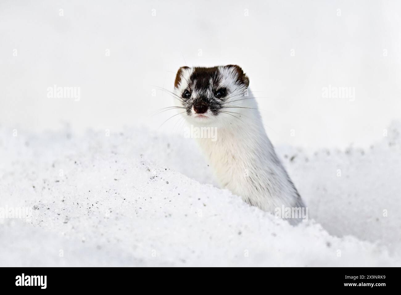 Least weasel hi-res stock photography and images - Alamy