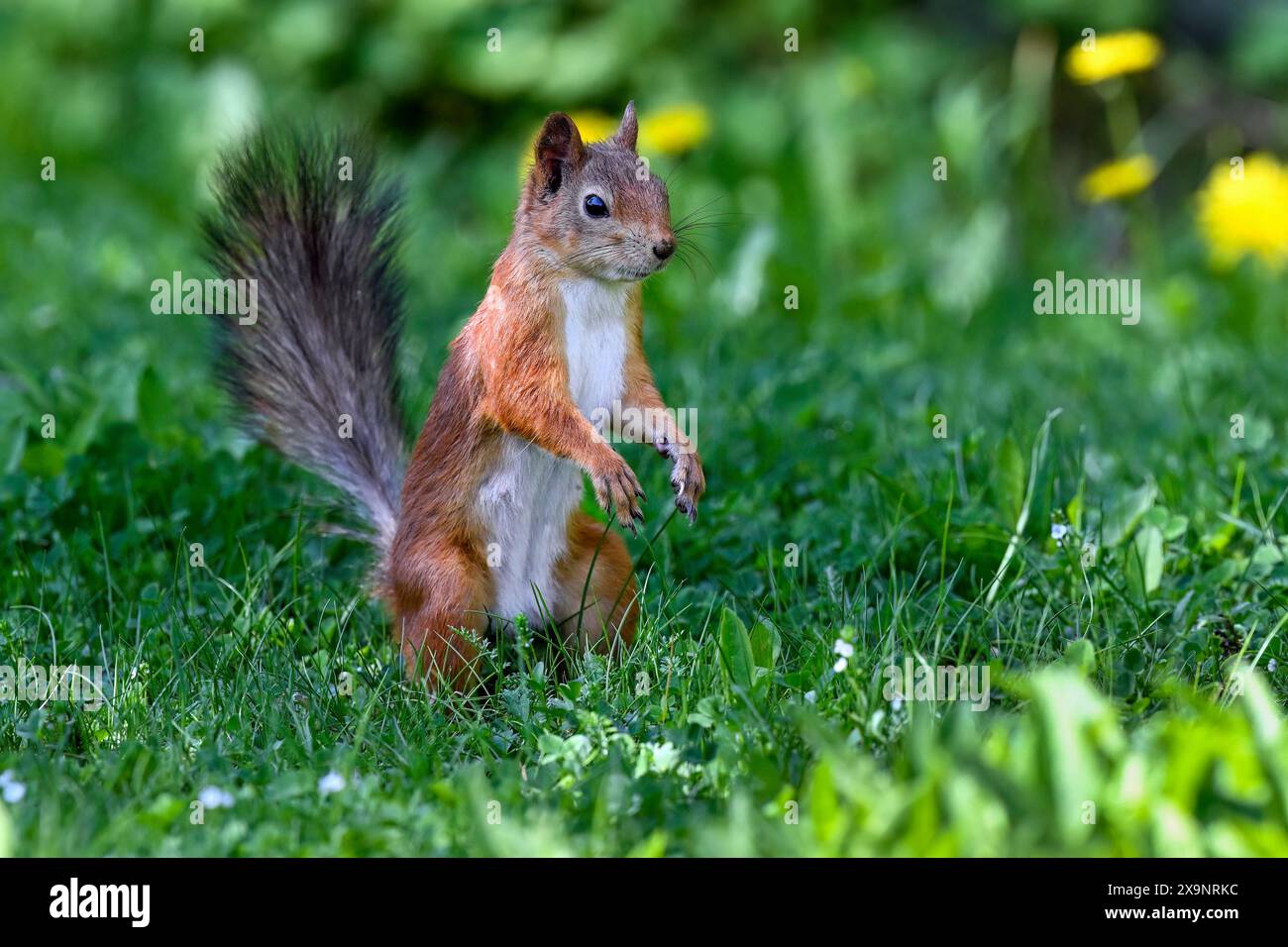 Grey squirrel standing up looking hi-res stock photography and images ...