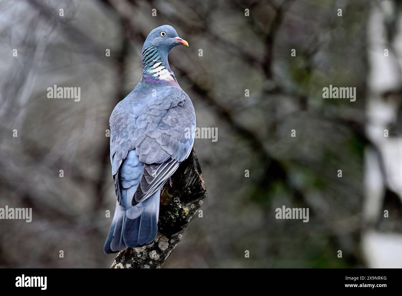 Purple pigeon bird hi-res stock photography and images - Alamy