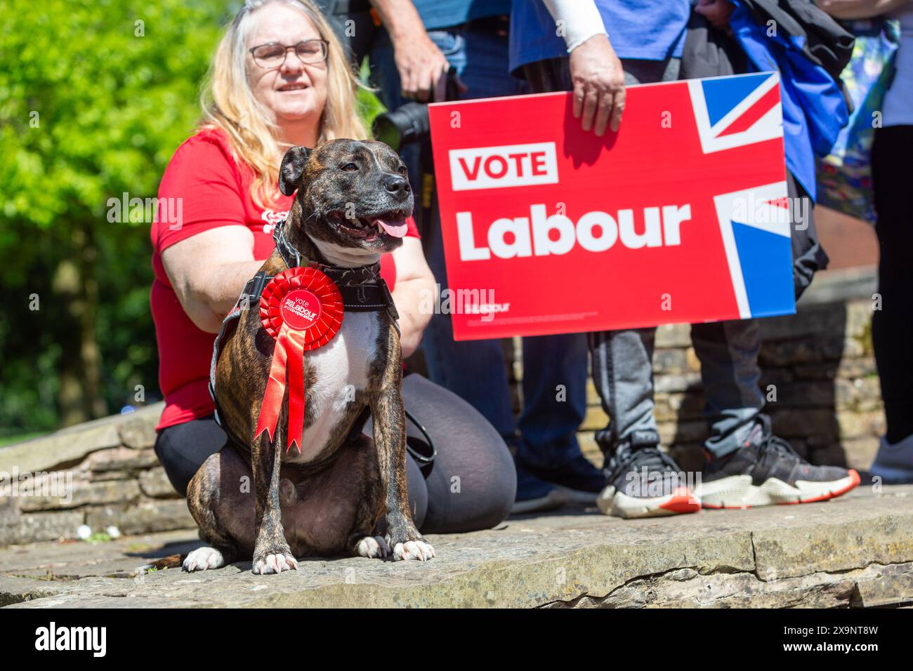 Staffordshire Bull terrier at a Labour Party election launch, UK 2024 ...