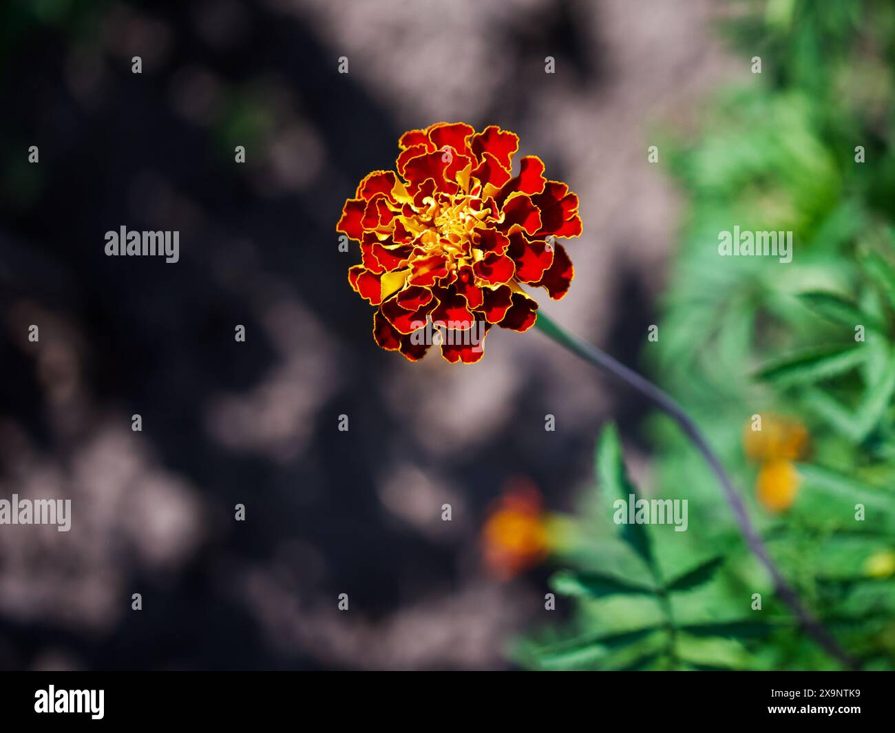 Garden Fresh Marigold: Marigold flower amidst greenery, symbolizing ...