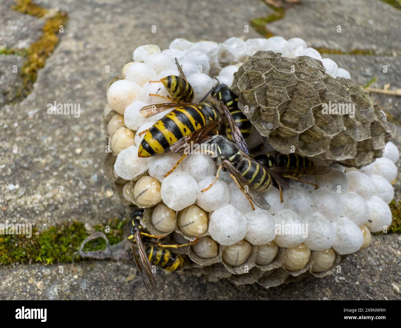 Wasps in the nest hatching the young in the wildlife Stock Photo - Alamy