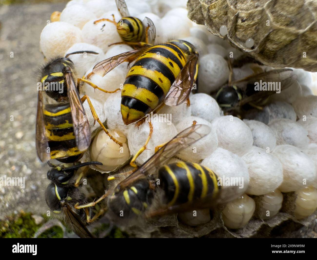 Wasps in the nest hatching the young Stock Photo - Alamy