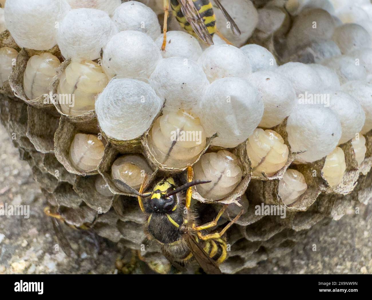 Wasps in the nest hatching the young Stock Photo - Alamy