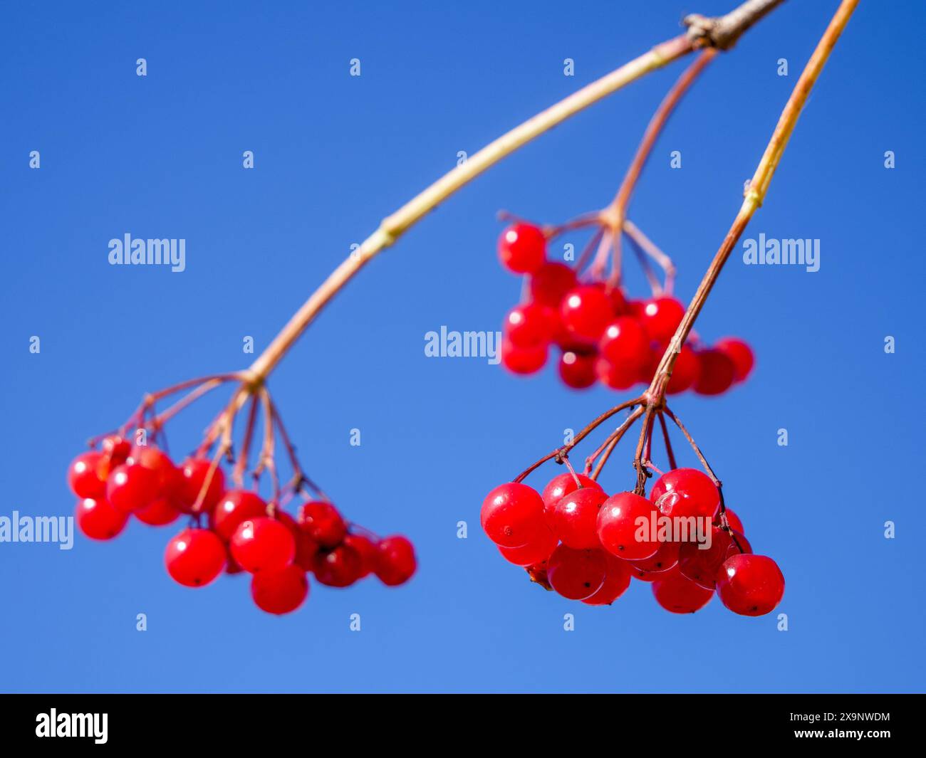 Harvest Sky: Ripe berries poised for picking, under the vast, serene ...