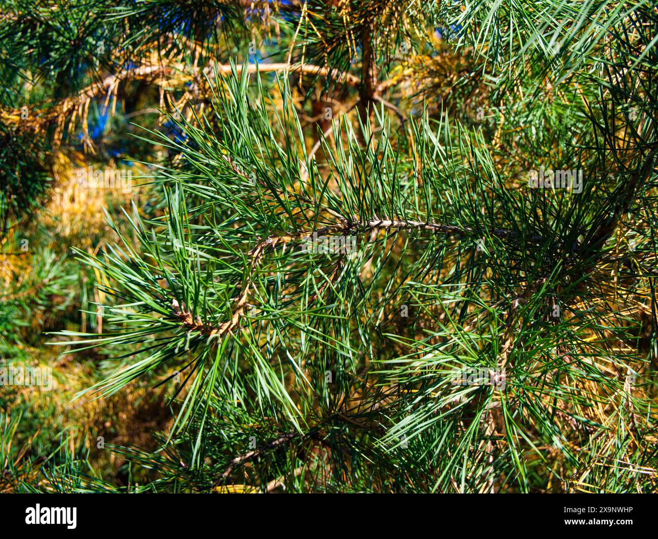 Pine Tree Texture. Detailed texture of pine needles, emphasized by the ...