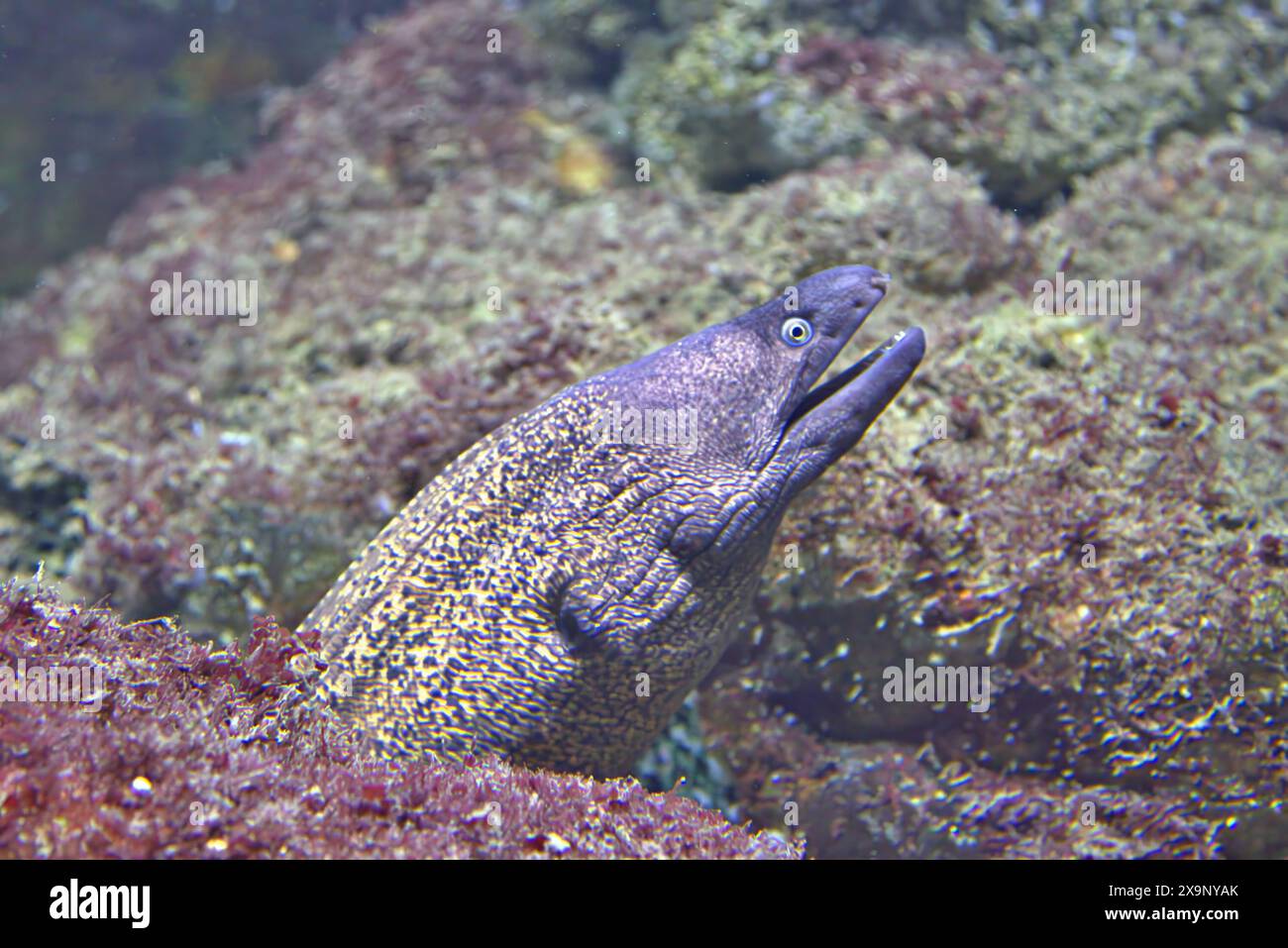 Moray eel with open mouth Stock Photo - Alamy