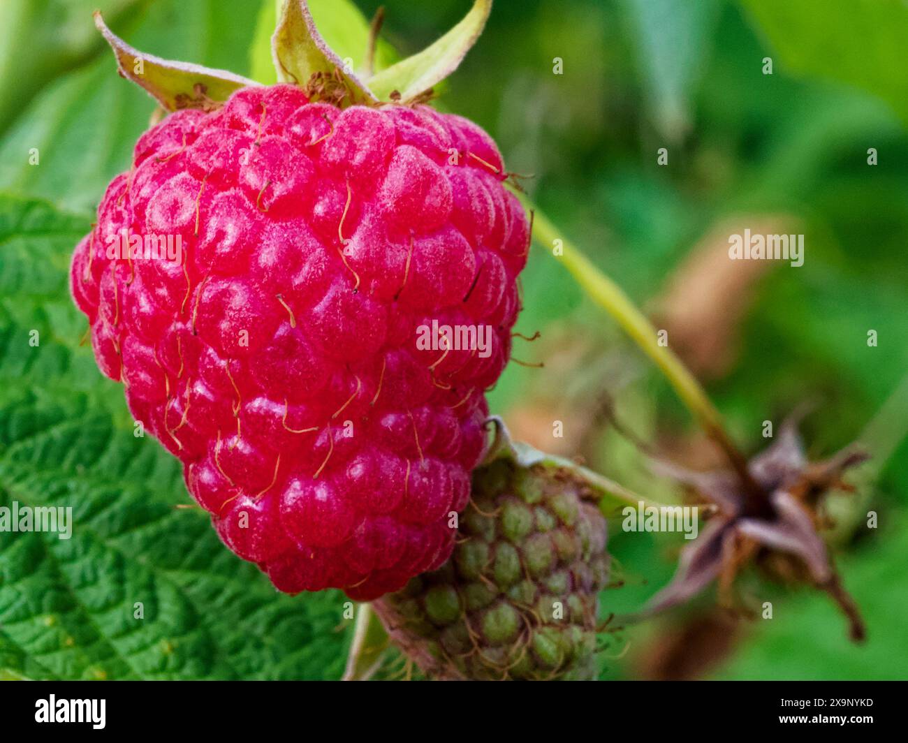 An image depicting the ripening process of raspberries, surrounded by ...