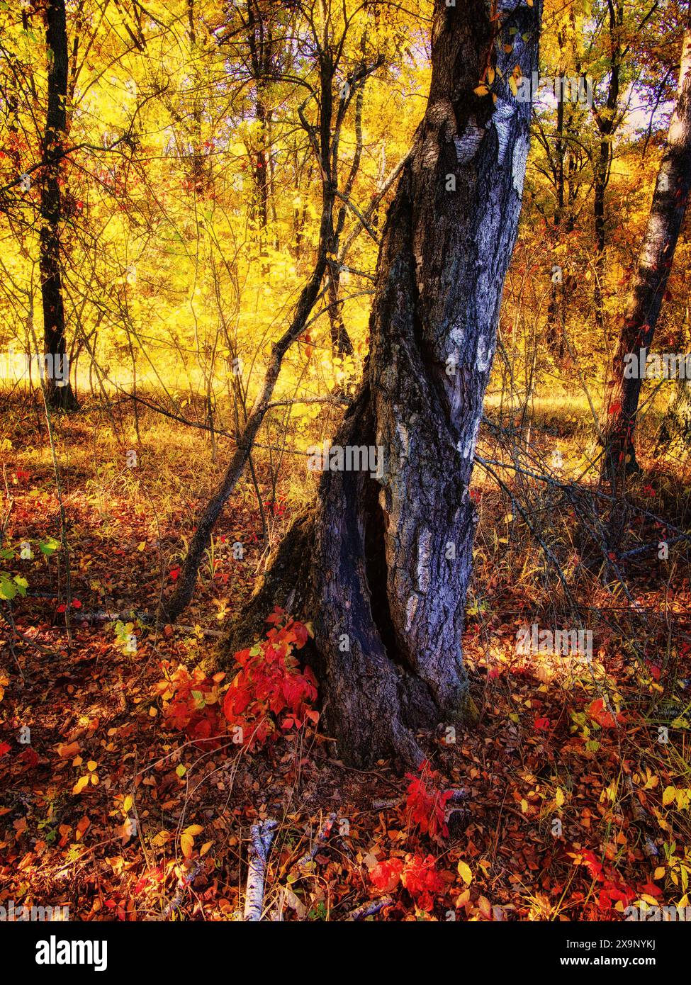 Autumn forest, twisted tree after being hit by lightning, fallen leaves ...