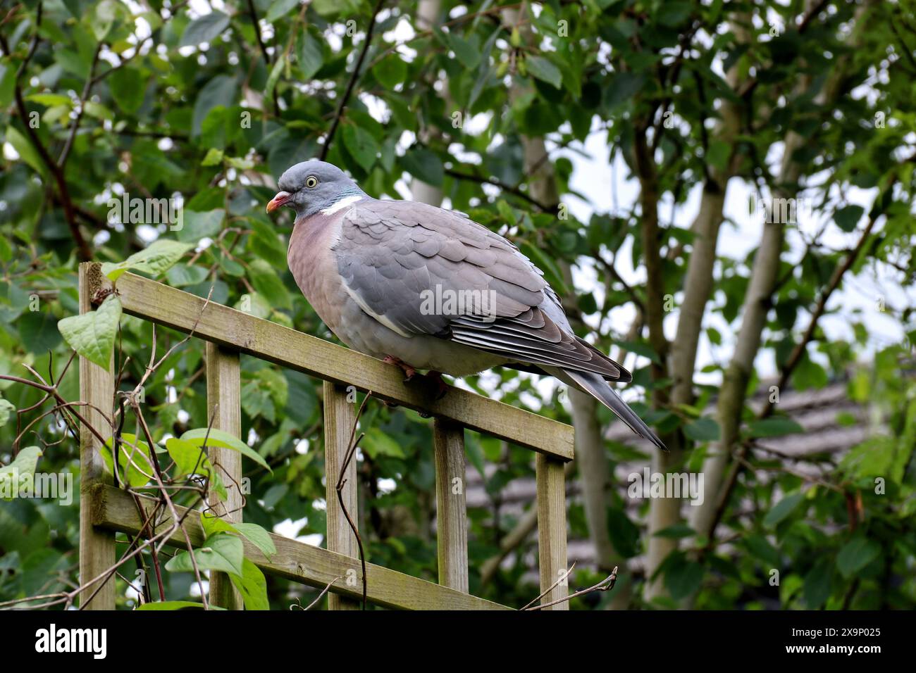 Common wood pigeon perched on a timber garden trellis frame Stock Photo ...