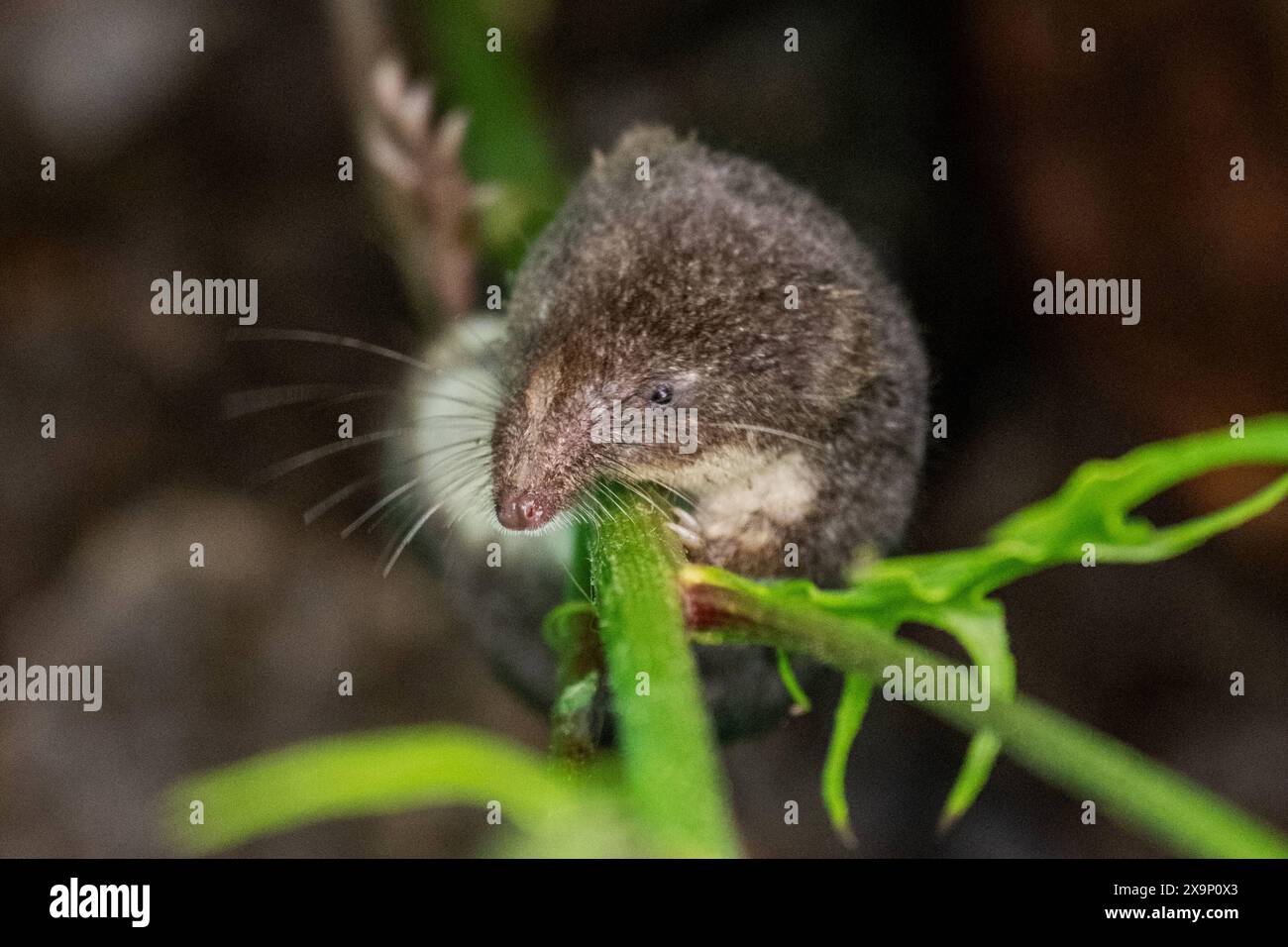 Feldspitzmaus hi-res stock photography and images - Alamy