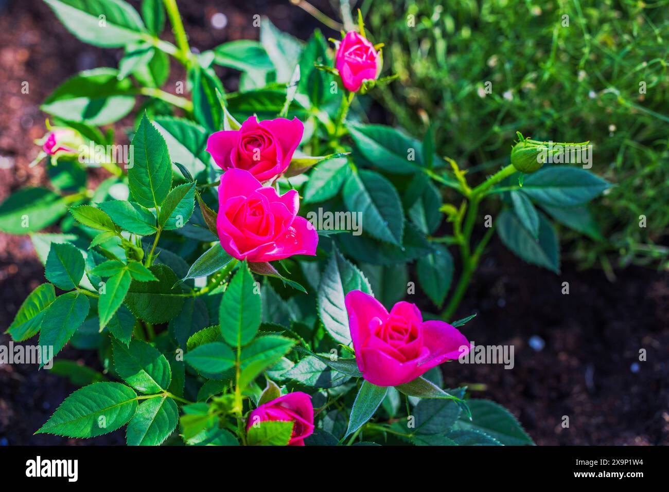 Close-up perspective of a thriving bush of red roses in the garden ...