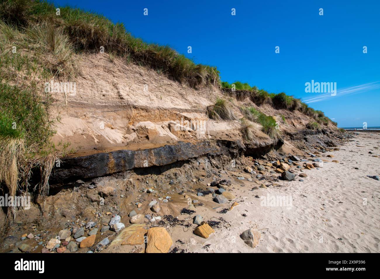 Exposed ancient peat and trees Stock Photo - Alamy