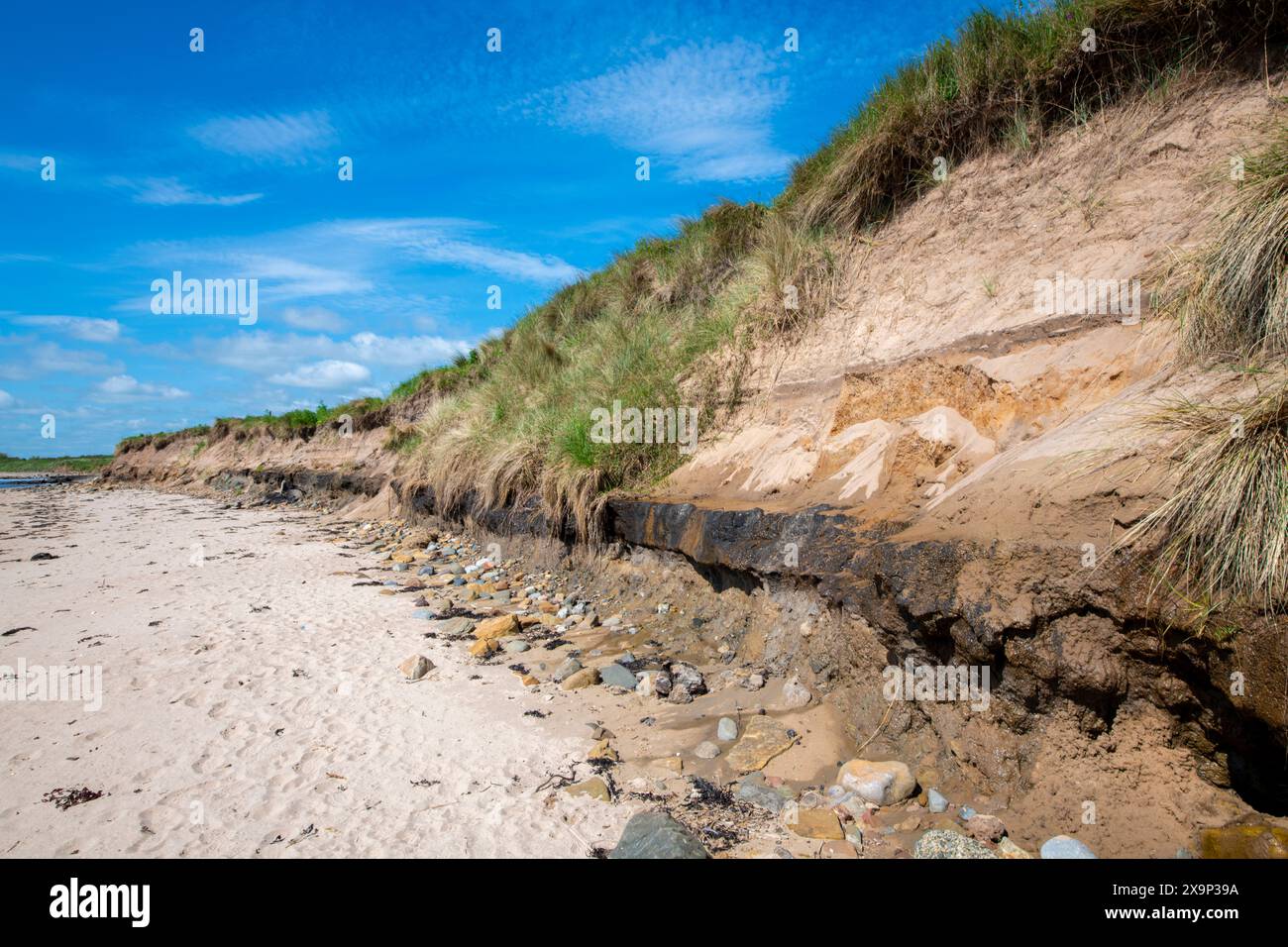 Exposed ancient peat and trees Stock Photo - Alamy