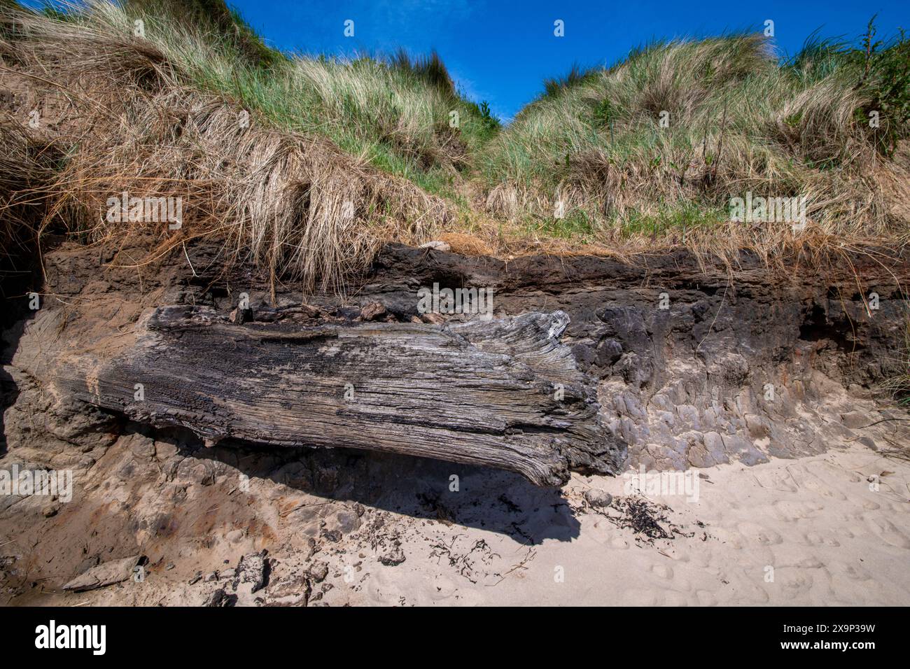 Exposed ancient peat and trees Stock Photo - Alamy