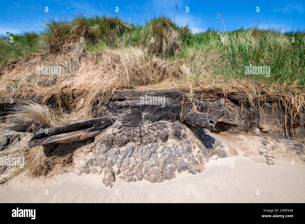 Exposed ancient peat and trees Stock Photo - Alamy