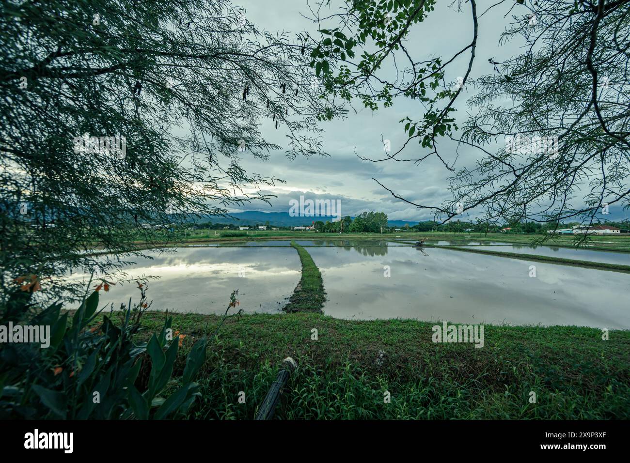 Clouds and rain storm over the rice field, Thailand Stock Photo - Alamy
