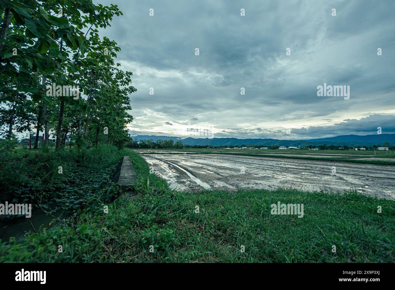 Clouds and rain storm over the rice field, Thailand Stock Photo - Alamy
