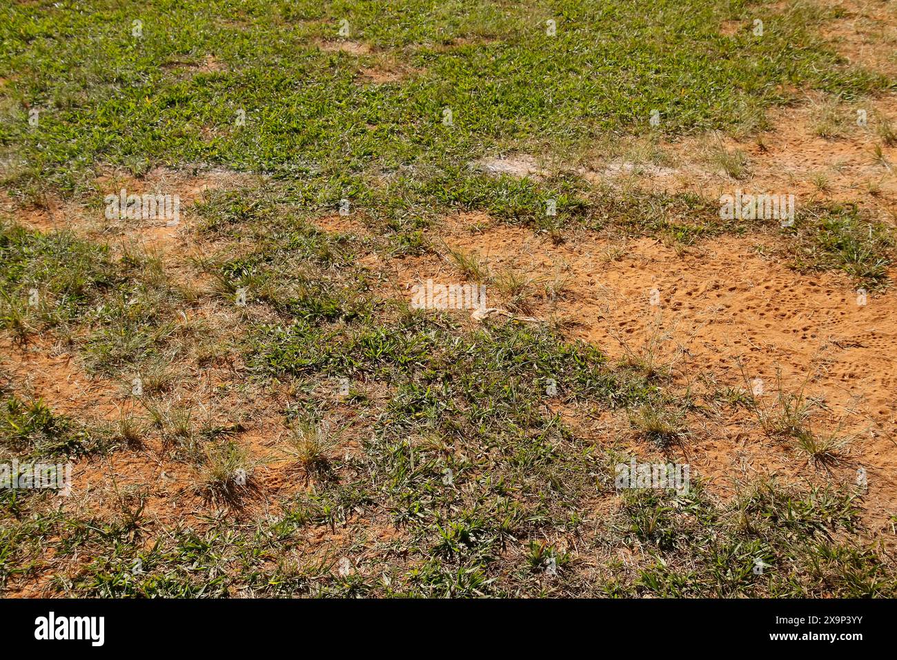detail of grass with holes and irregular defects on a football field ...