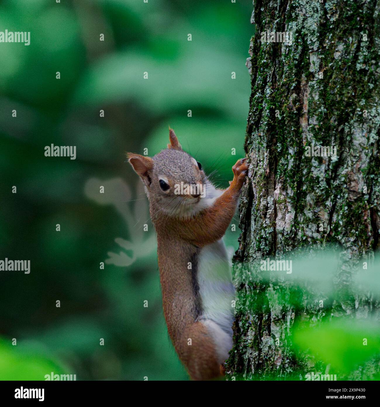Baby squirrel on a tree hi-res stock photography and images - Alamy