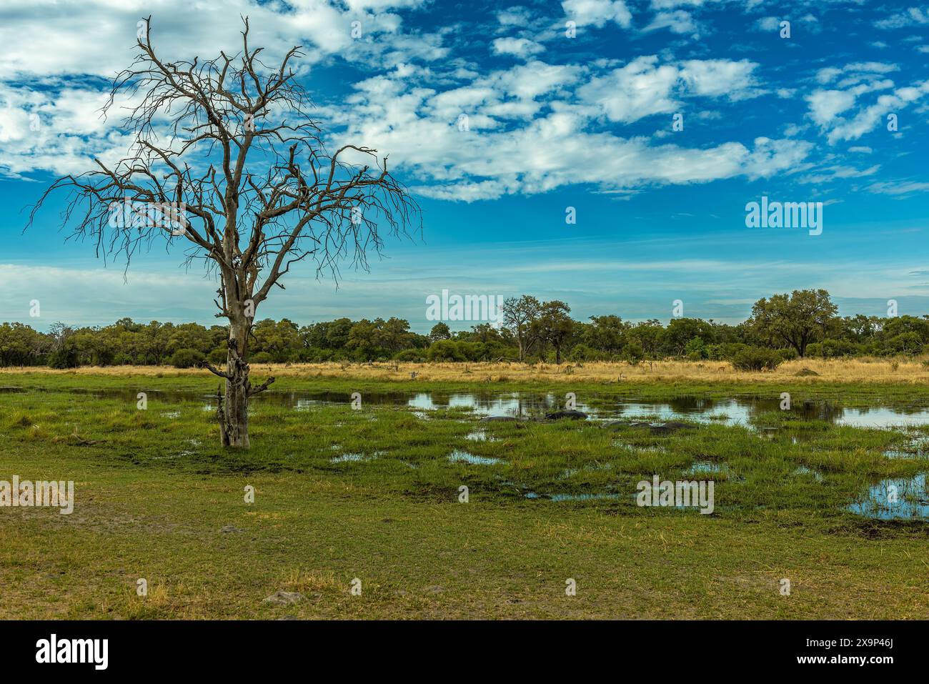 Beautiful landscape at the Khwai River, Botswana Stock Photo - Alamy