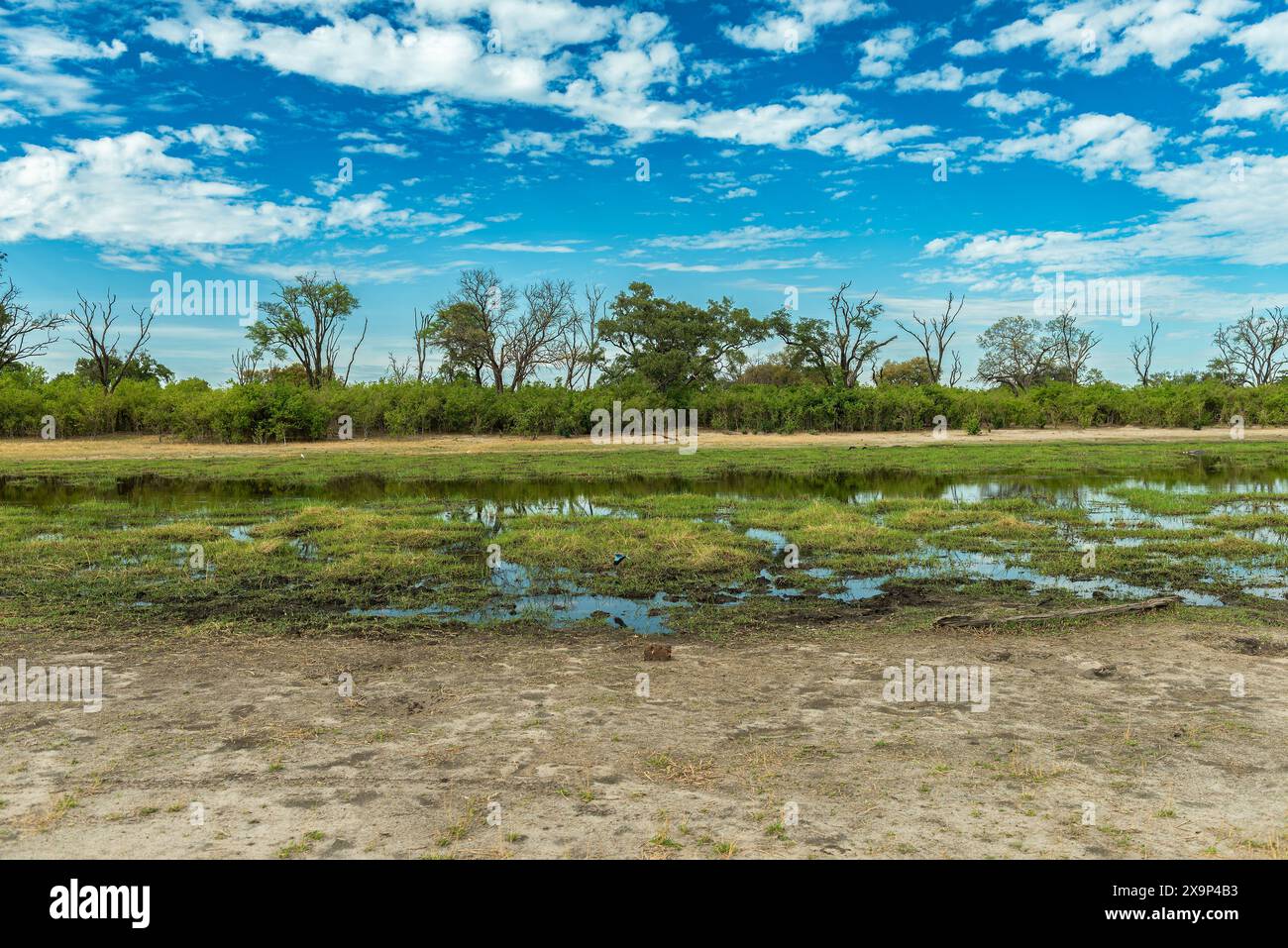 Beautiful landscape at the Khwai River, Botswana Stock Photo - Alamy