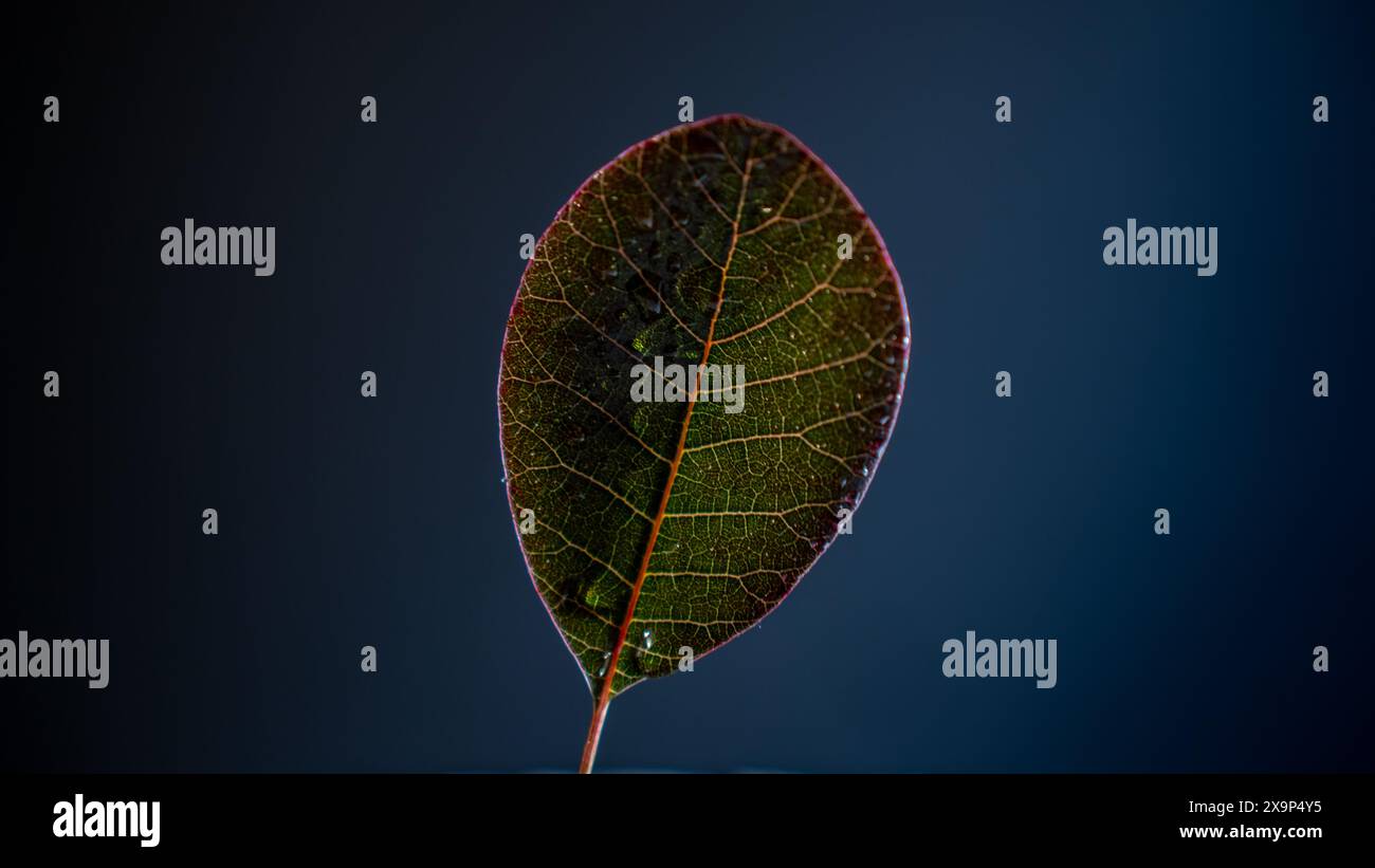 Close-up of a single leaf showcasing intricate vein patterns against a ...