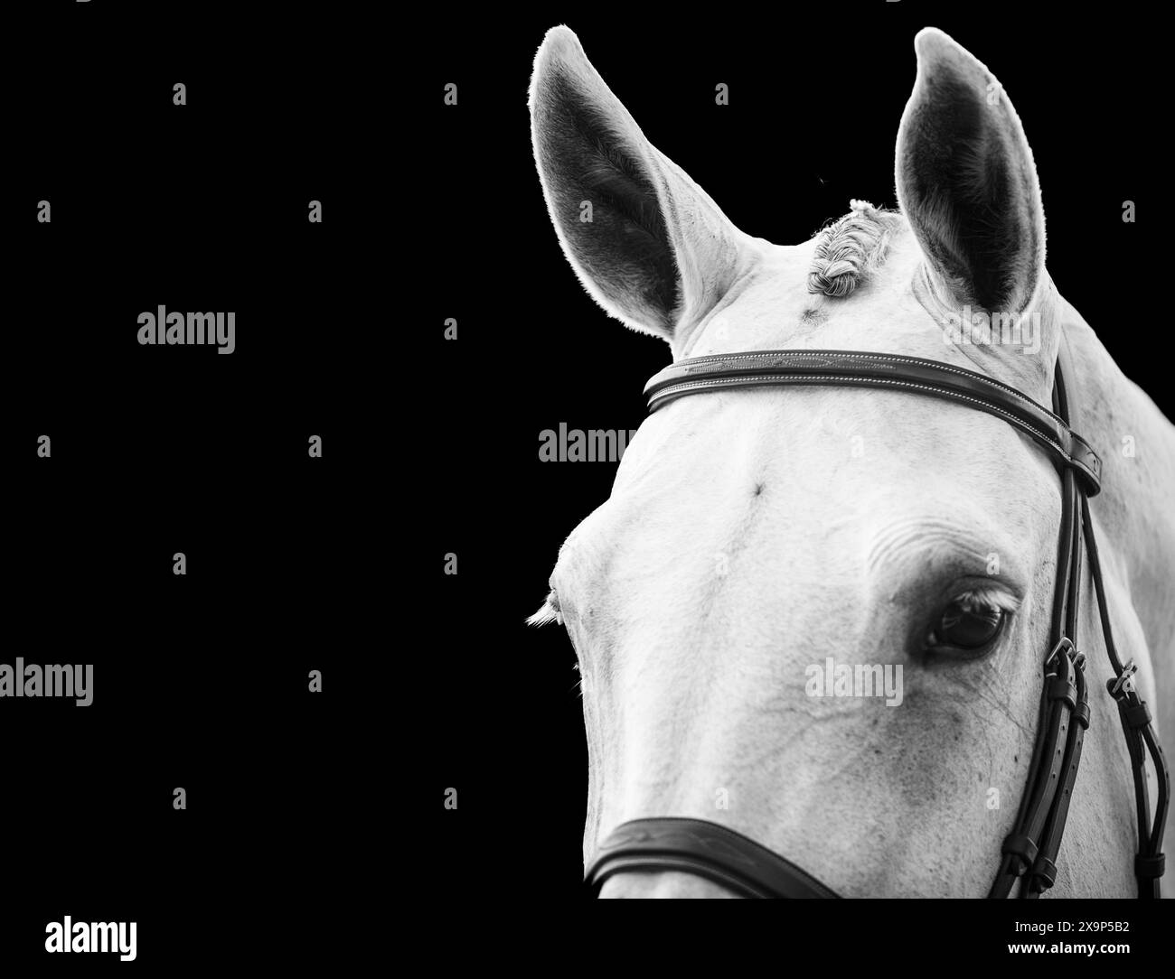 A grey horse has been bathed, braided, tacked up and ready to compete ...