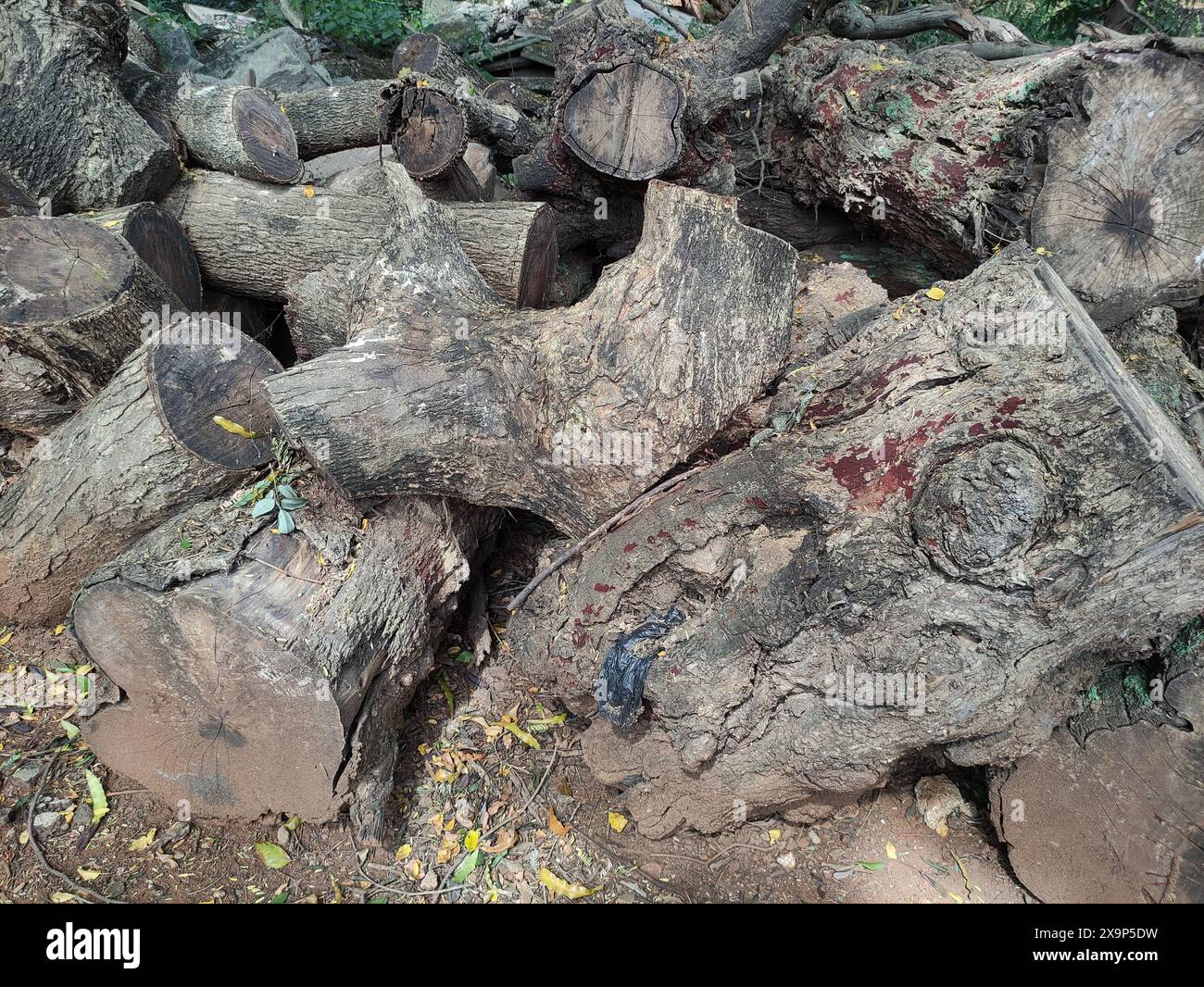 Dead wood texture hi-res stock photography and images - Alamy