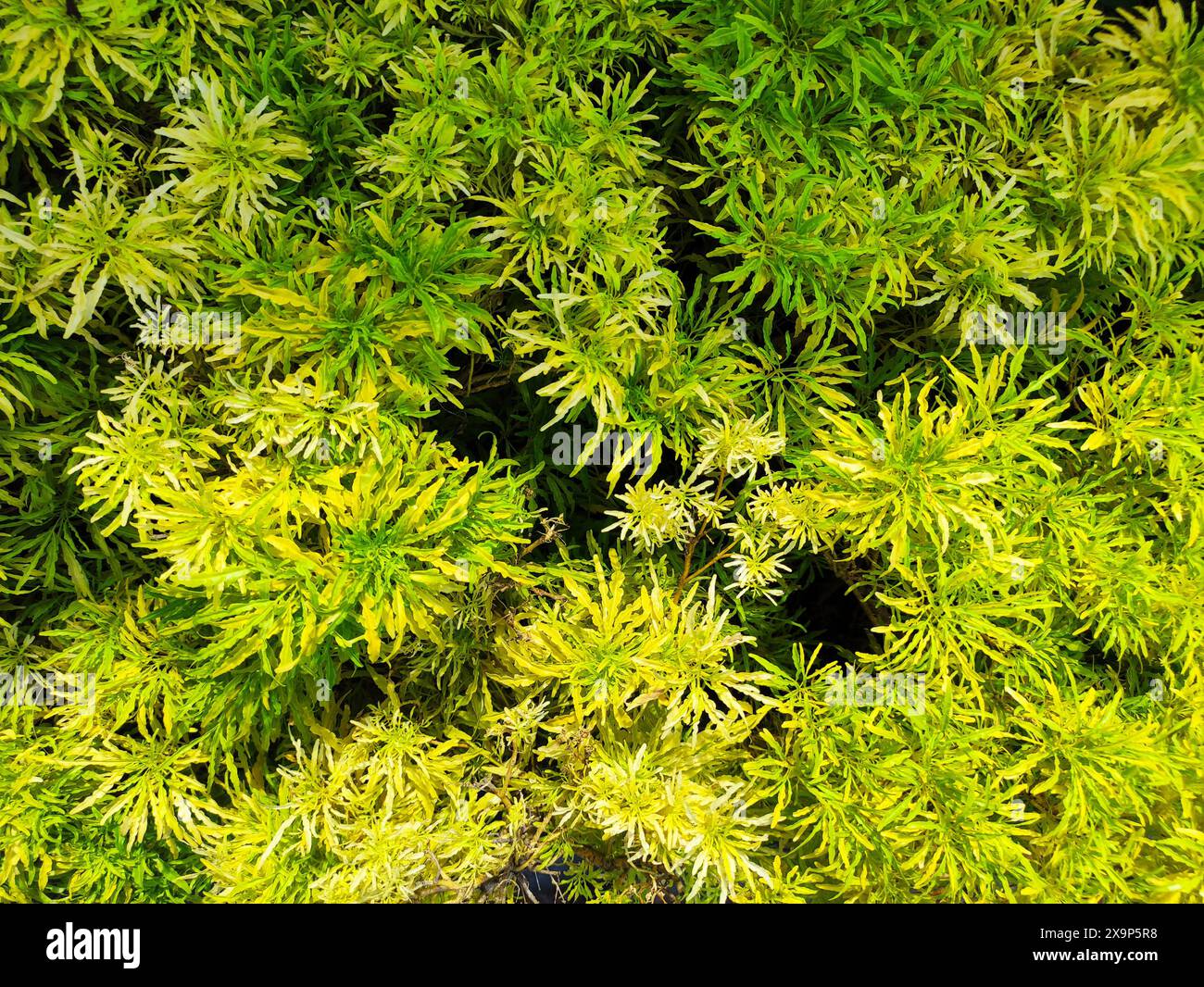 beautiful and green variegated hygrophila difformis leaves suitable for ...