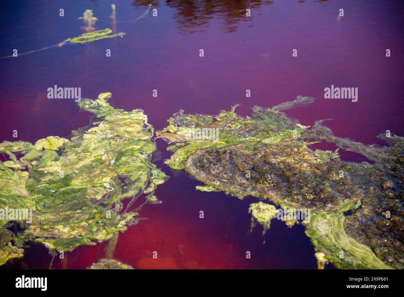 Mold and deposits in the colored lake with iron and sulfur mineral ...