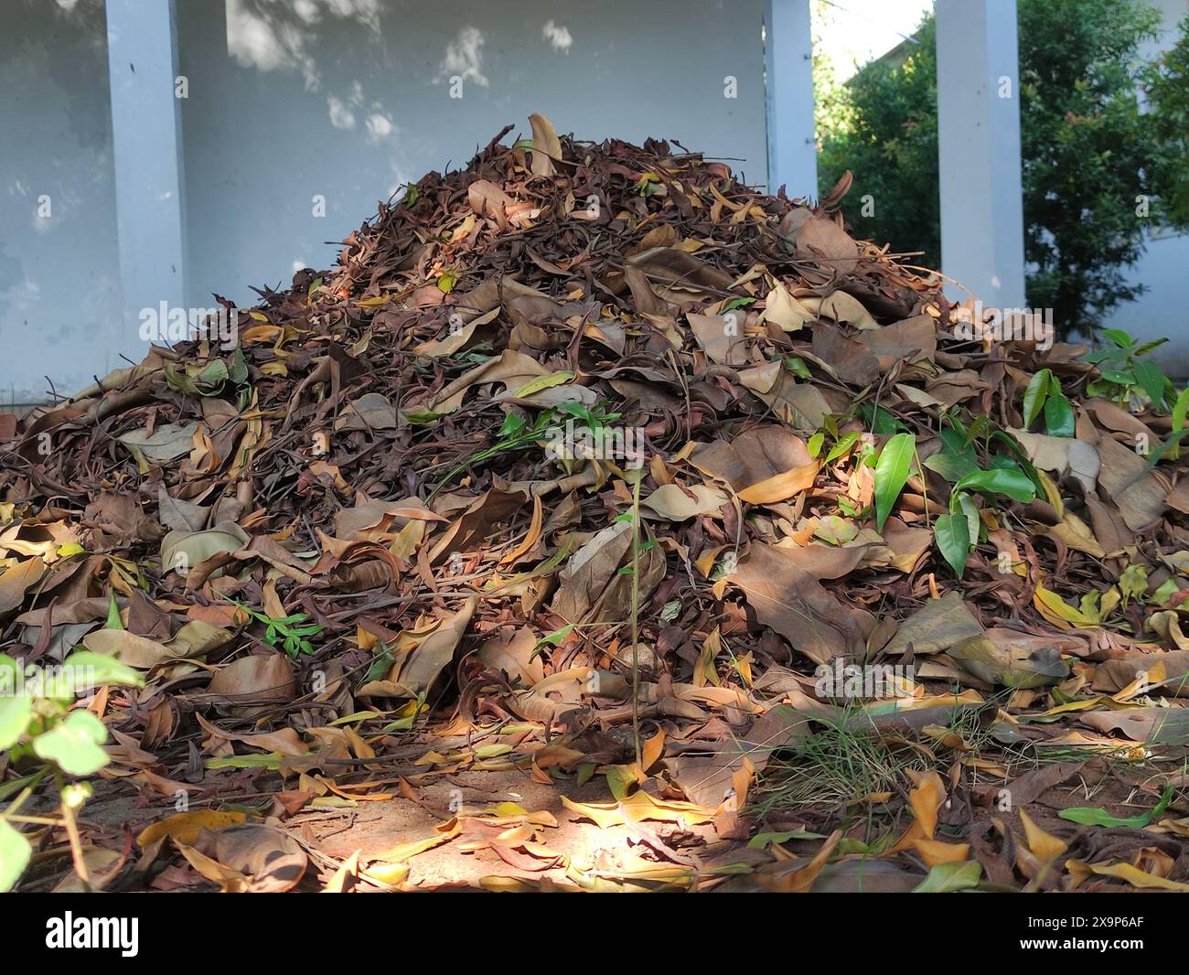 Fall leaf piles hi-res stock photography and images - Alamy