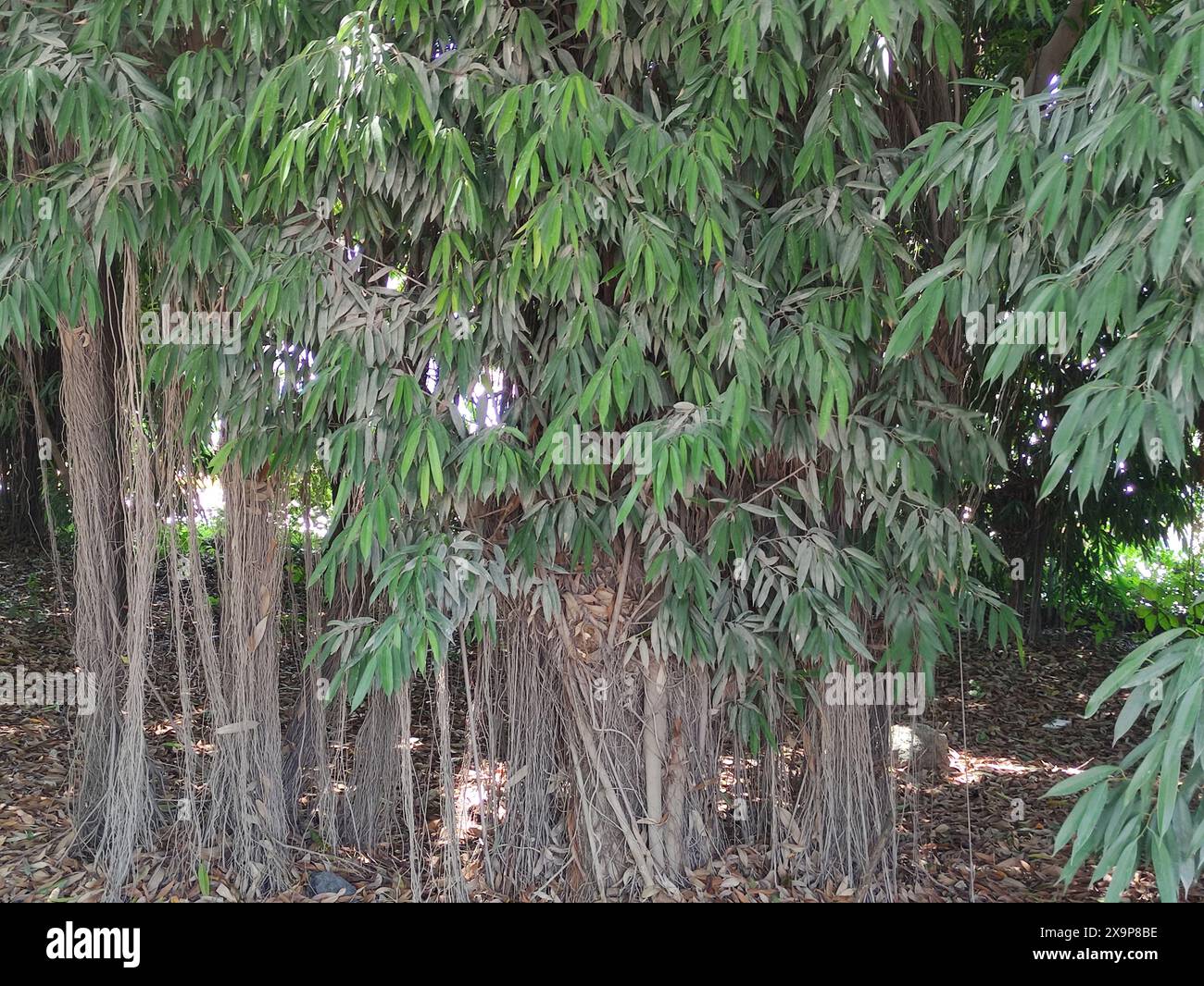 small roots of a banyan tree Stock Photo - Alamy