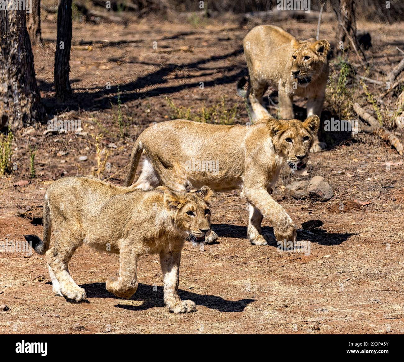 Trio of juvenile lions explore their arid environment, capturing the ...
