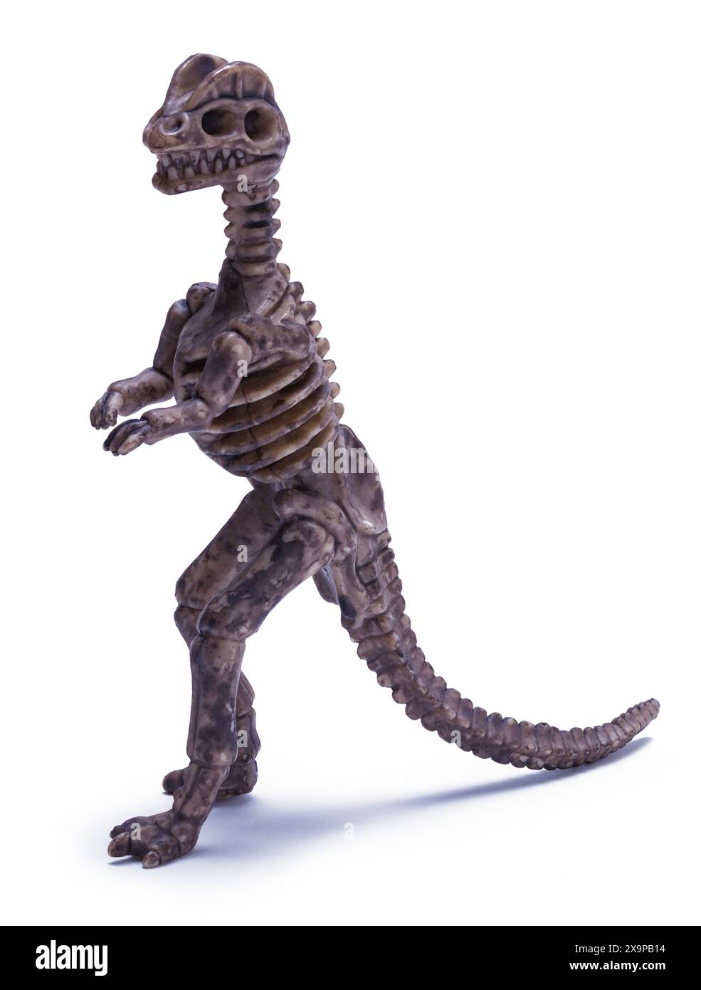 Dinosaur Skeleton Toy Cut Out on White Stock Photo - Alamy